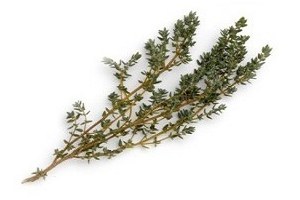 Verse tijm per schaal €0,89 - Beste.nl