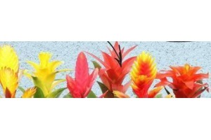 Bromelia Cupcake nu voor €4,99 - Beste.nl